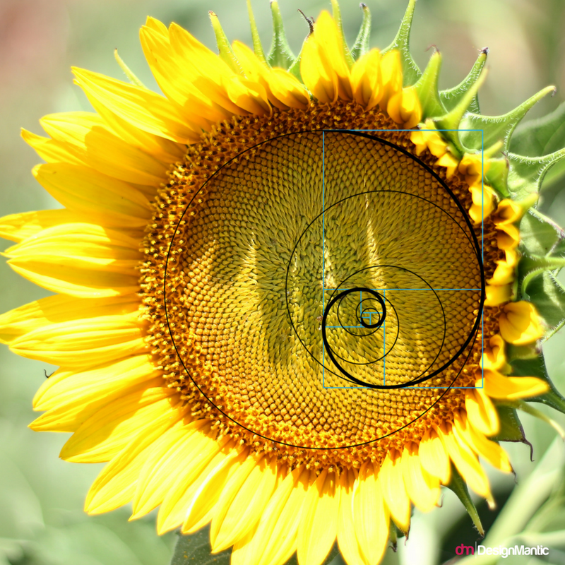 Golden Ratio Perfect Design Key DesignMantic The Design Shop